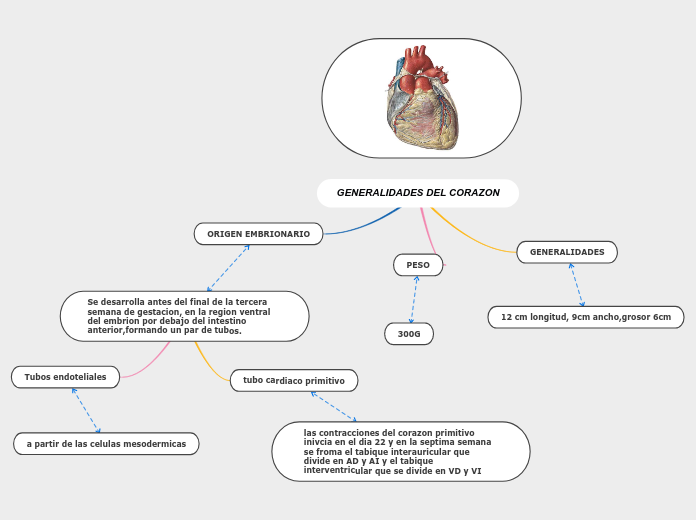 GENERALIDADES DEL CORAZON - Mind Map